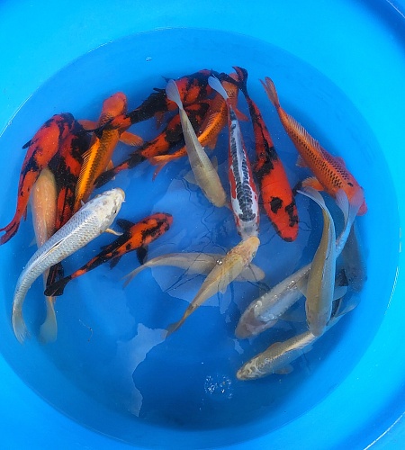 Koi Stock: Japan | Worldwide Nishikigoi export from Japan | WCB ...