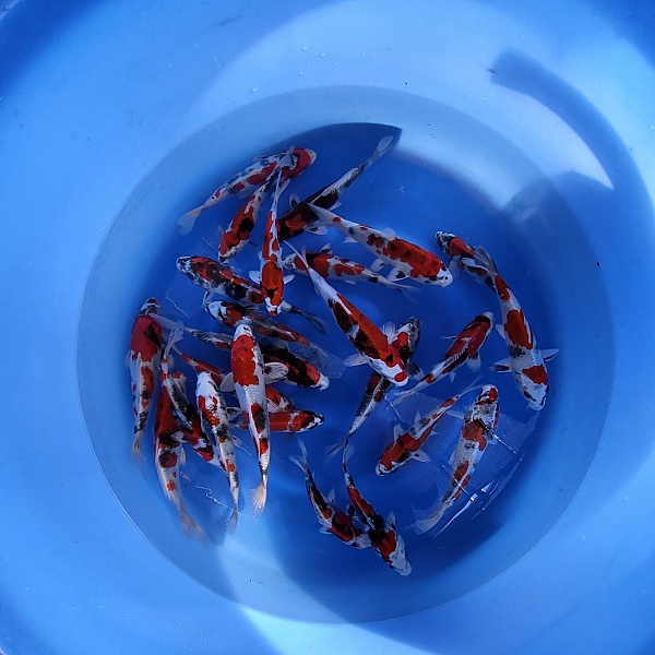 KIN SHOWA - DOITSU KIN SHOWA TANK-03 | Worldwide Nishikigoi export from ...