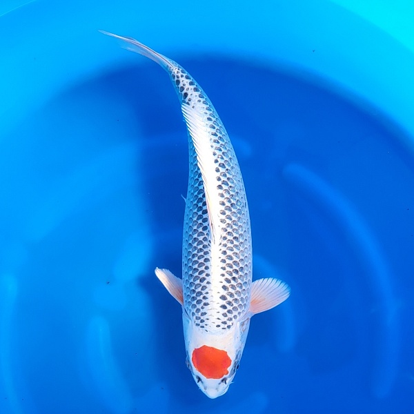 KUJAKU KON11 | Worldwide Nishikigoi export from Japan | WCB International