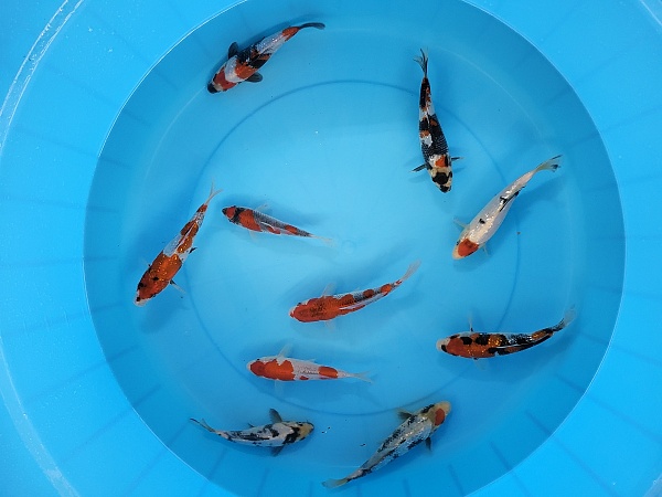 TOSAI MIX HG KON02 | Worldwide Nishikigoi export from Japan | WCB ...