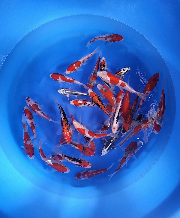 TOSAI MIX KAW01 | Worldwide Nishikigoi export from Japan | WCB ...