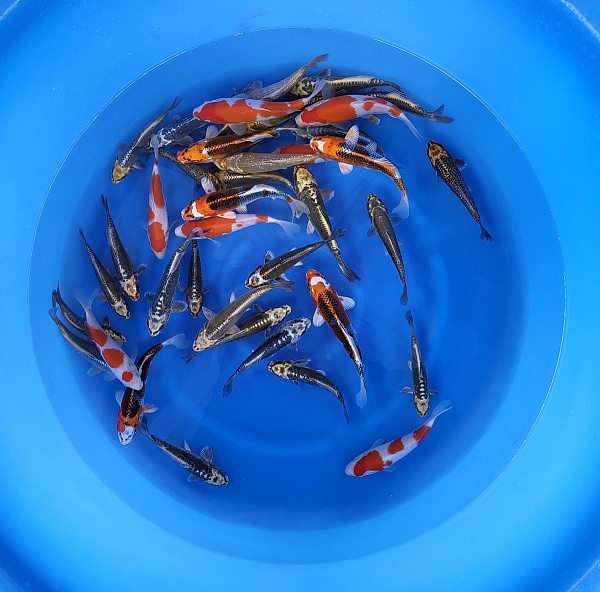TOSAI MIX KOB04 | Worldwide Nishikigoi export from Japan | WCB ...