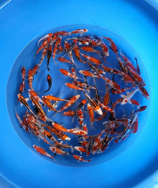 TOSAI MIX SUDA02 | Worldwide Nishikigoi export from Japan | WCB ...