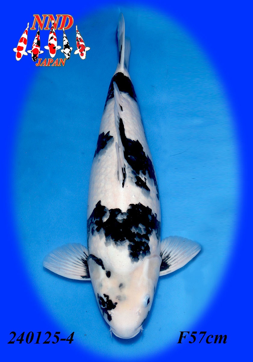 SHIRO UTSURI NNDHP3 | Worldwide Nishikigoi export from Japan | WCB ...