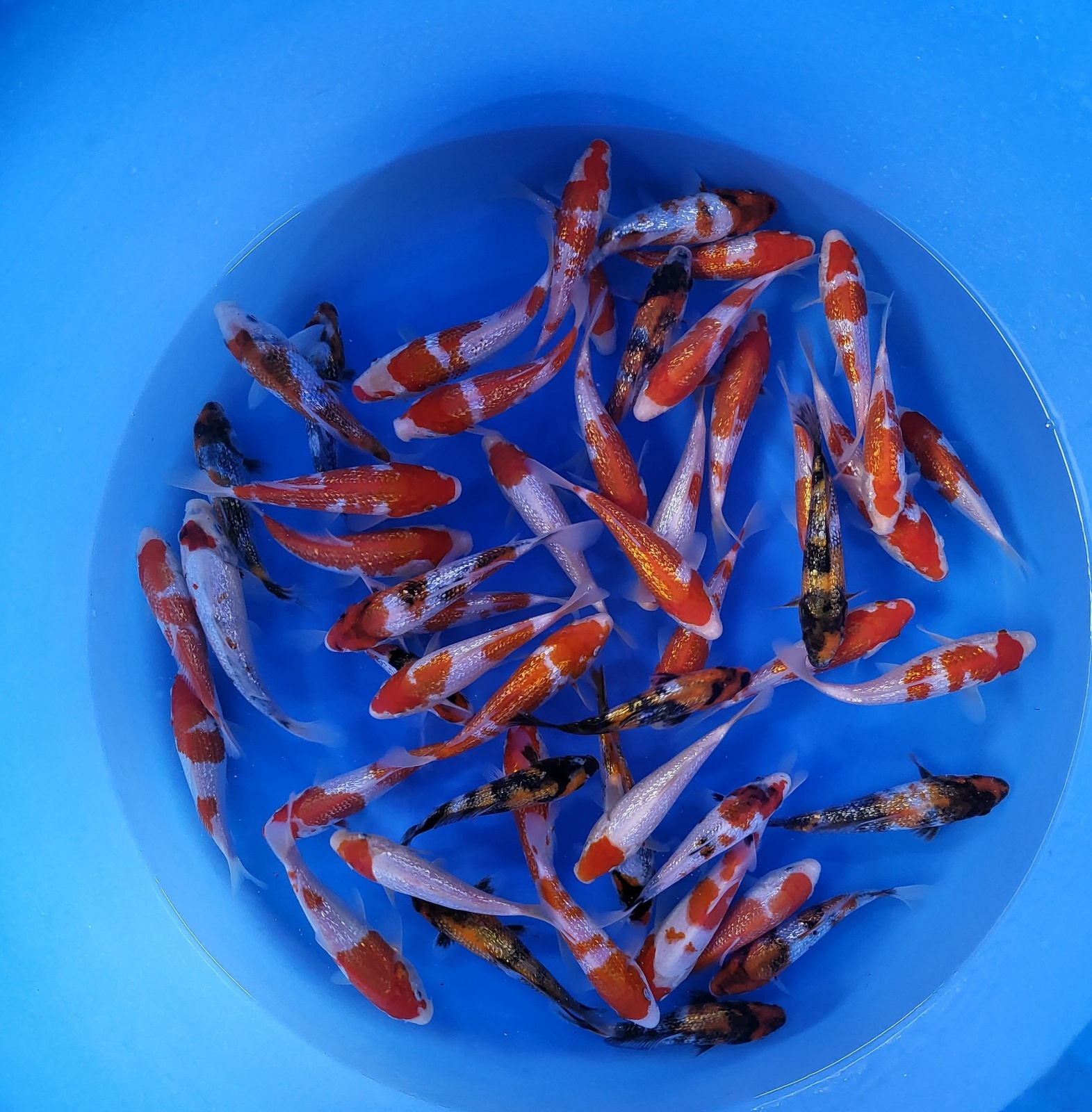 GIN RIN TOSAI MIX IKAT-10 | Worldwide Nishikigoi export from Japan ...