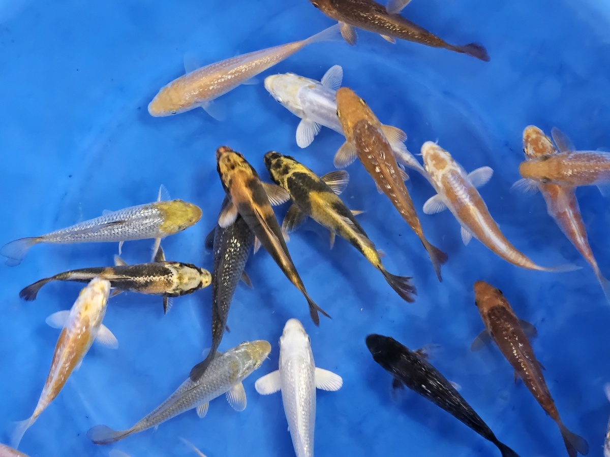 KAWARI MIX M4 | Worldwide Nishikigoi export from Japan | WCB International