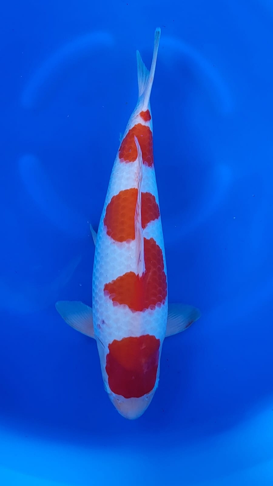 KOHAKU SHOW 119 | Worldwide Nishikigoi export from Japan | WCB ...