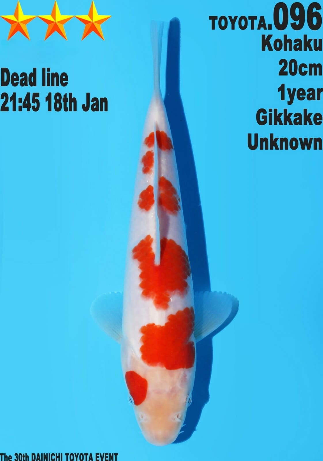 KOHAKU T-DAIN0960 | Worldwide Nishikigoi export from Japan | WCB ...