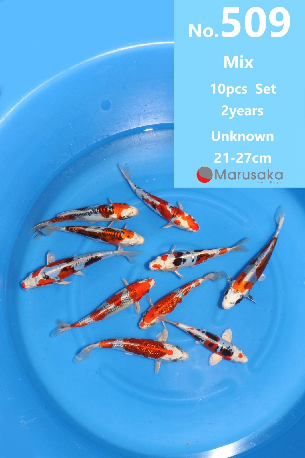 METALLIC MIX MARU-003 | Worldwide Nishikigoi export from Japan | WCB ...