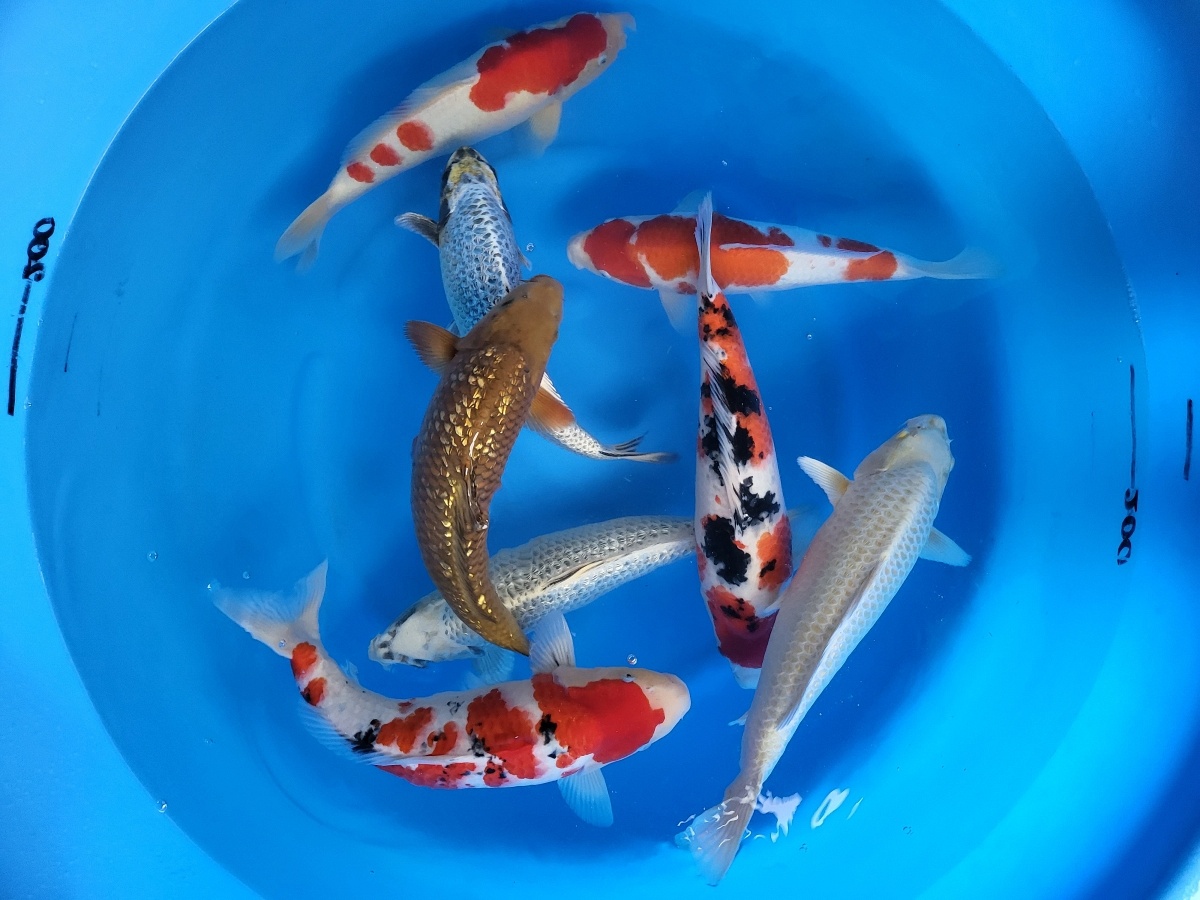 NISAI MIX NAG-02 | Worldwide Nishikigoi export from Japan | WCB ...