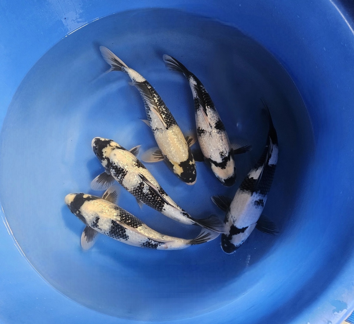 SHIRO UTSURI & GINRIN UTSURI HP70 | Worldwide Nishikigoi export from ...