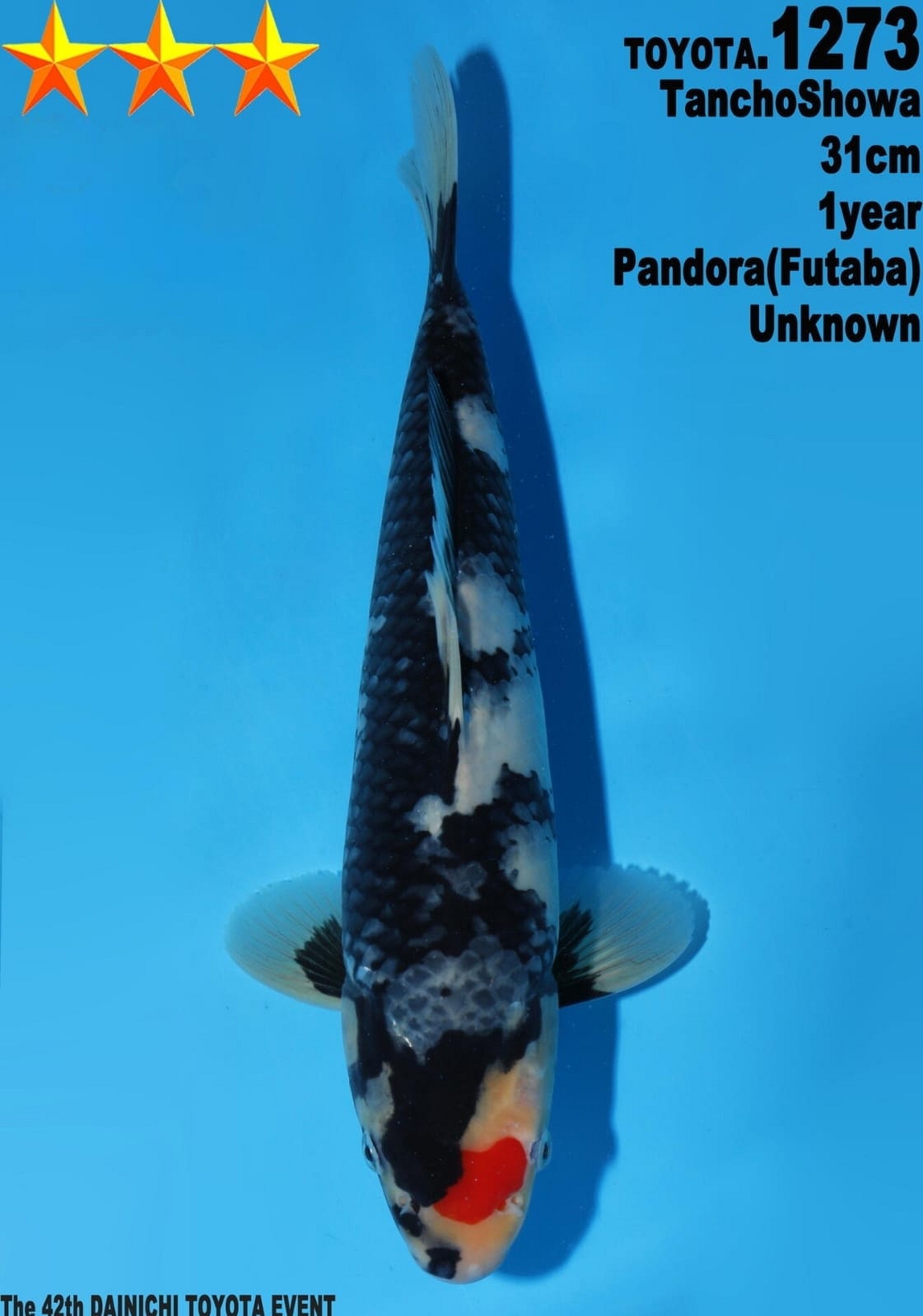 SHOWA JUMBO TOSAI DAIN-T1273 | Worldwide Nishikigoi export from Japan ...