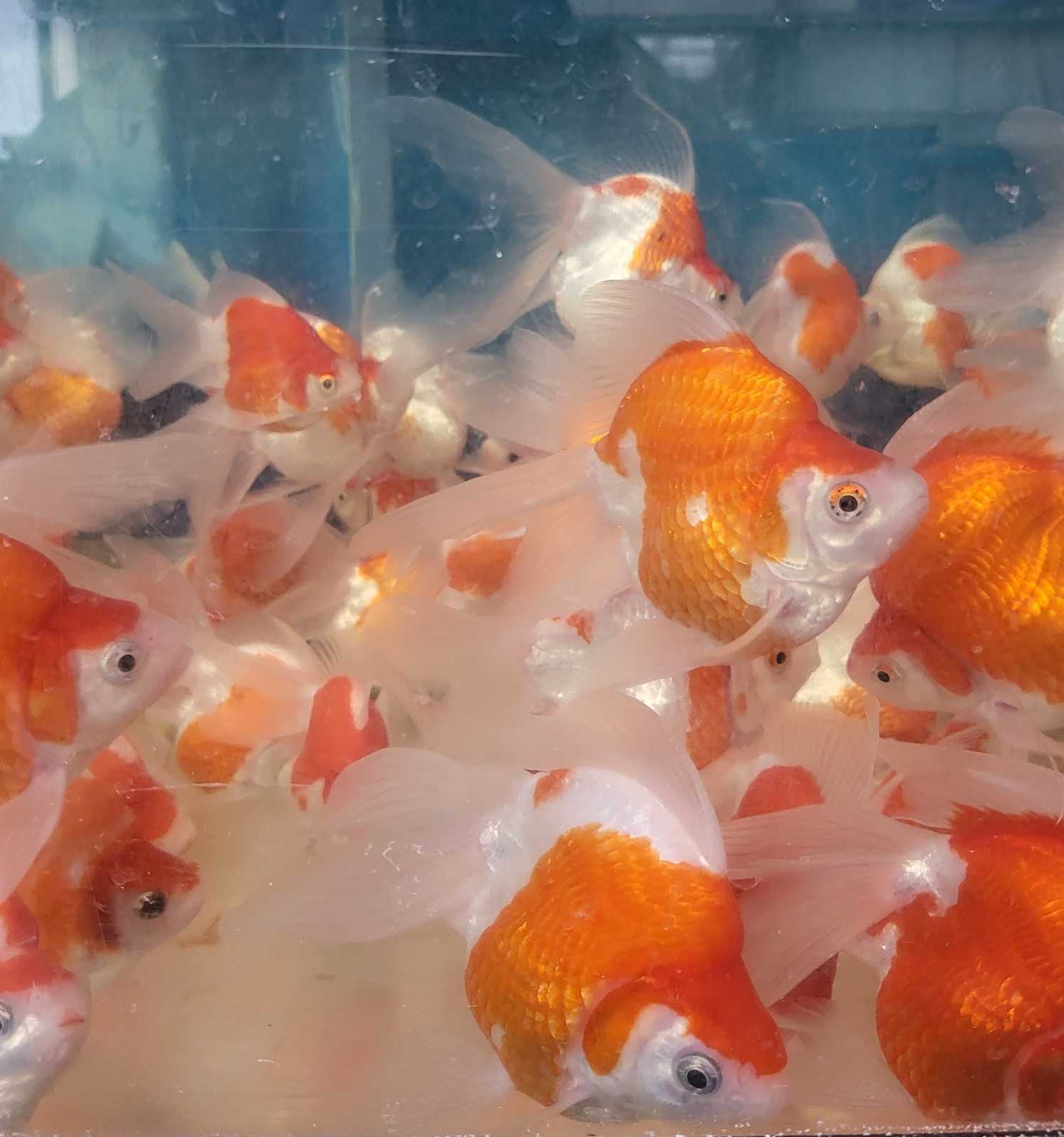 TAMASABA KANE01 | Worldwide Nishikigoi export from Japan | WCB ...