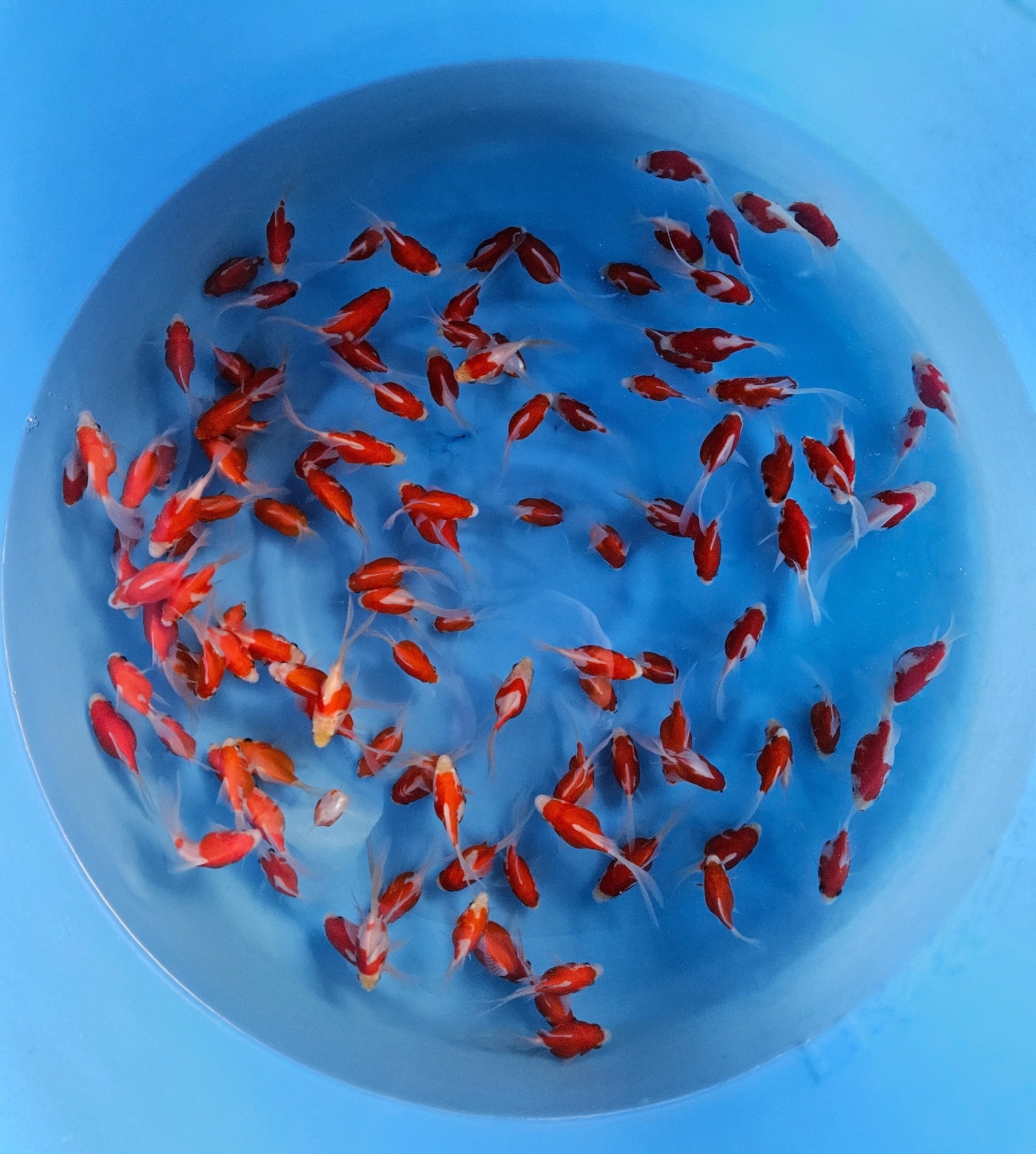 TAMASABA KN07 | Worldwide Nishikigoi export from Japan | WCB International