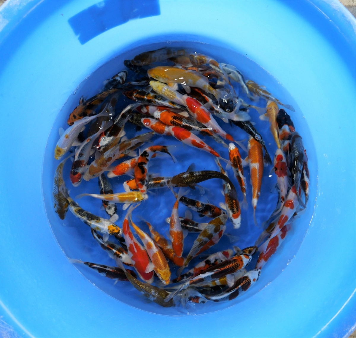 TOSAI MIX HIGH QUALITY IKT02 | Worldwide Nishikigoi export from Japan ...