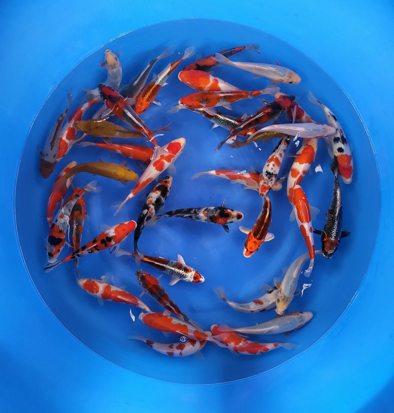 TOSAI MIX HOS03 | Worldwide Nishikigoi export from Japan | WCB ...