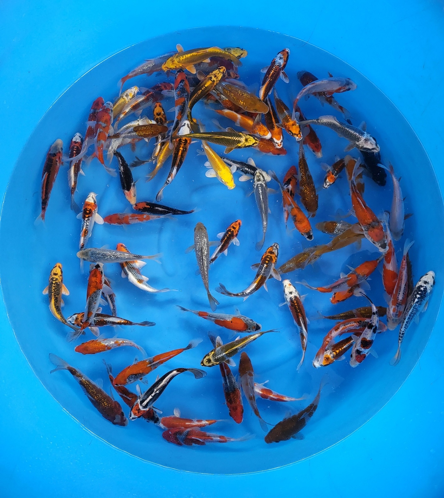 TOSAI MIX IKO02 | Worldwide Nishikigoi export from Japan | WCB ...