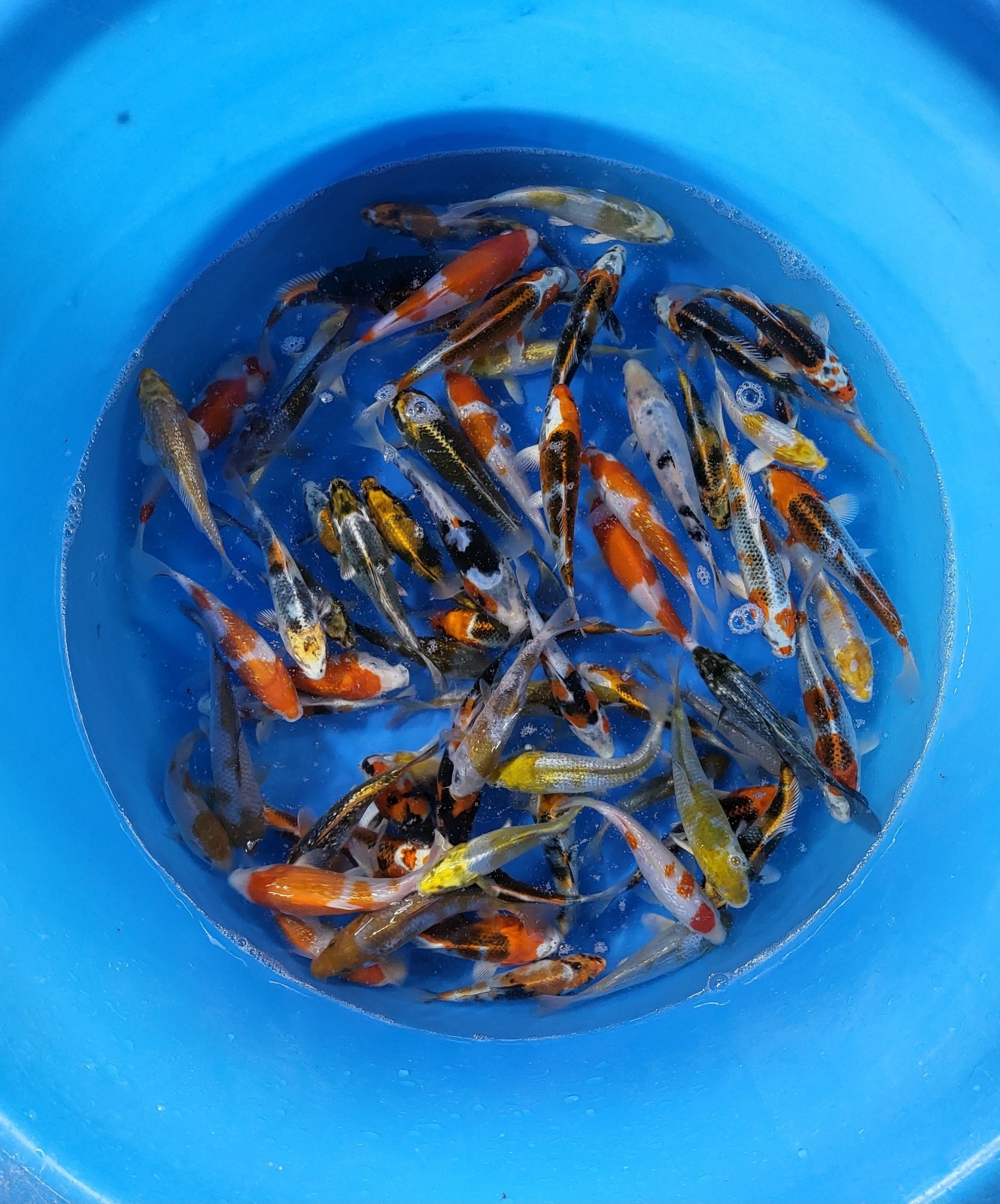 Tosai Mix IKT01 | Worldwide Nishikigoi export from Japan | WCB ...