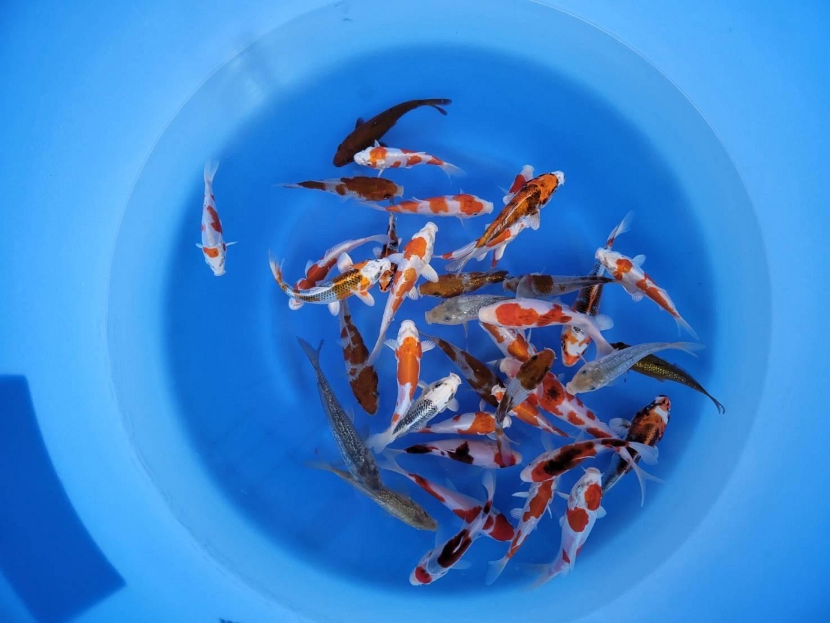 TOSAI MIX KAN01 | Worldwide Nishikigoi export from Japan | WCB ...