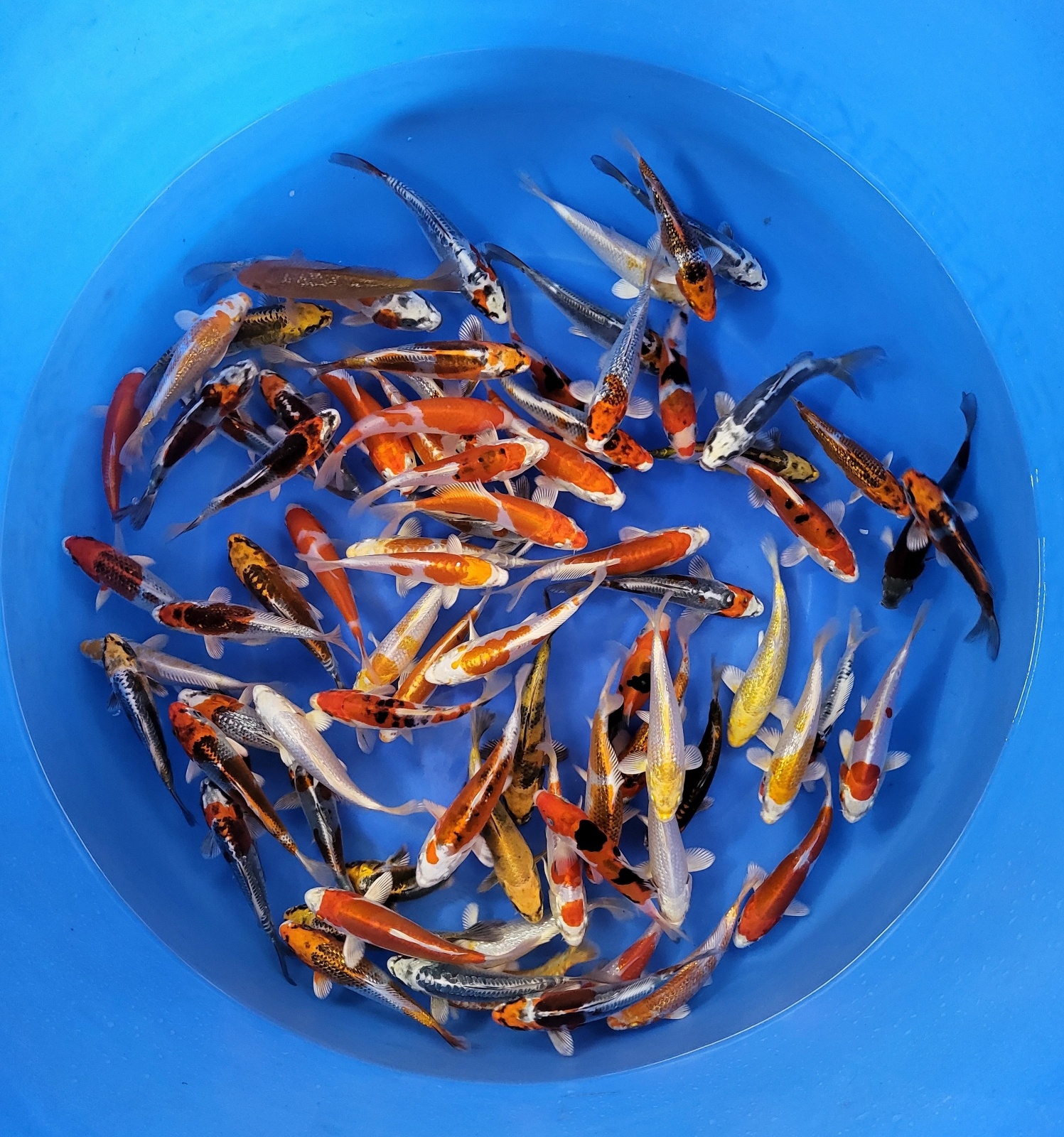 TOSAI MIX MARUS-01 | Worldwide Nishikigoi export from Japan | WCB ...