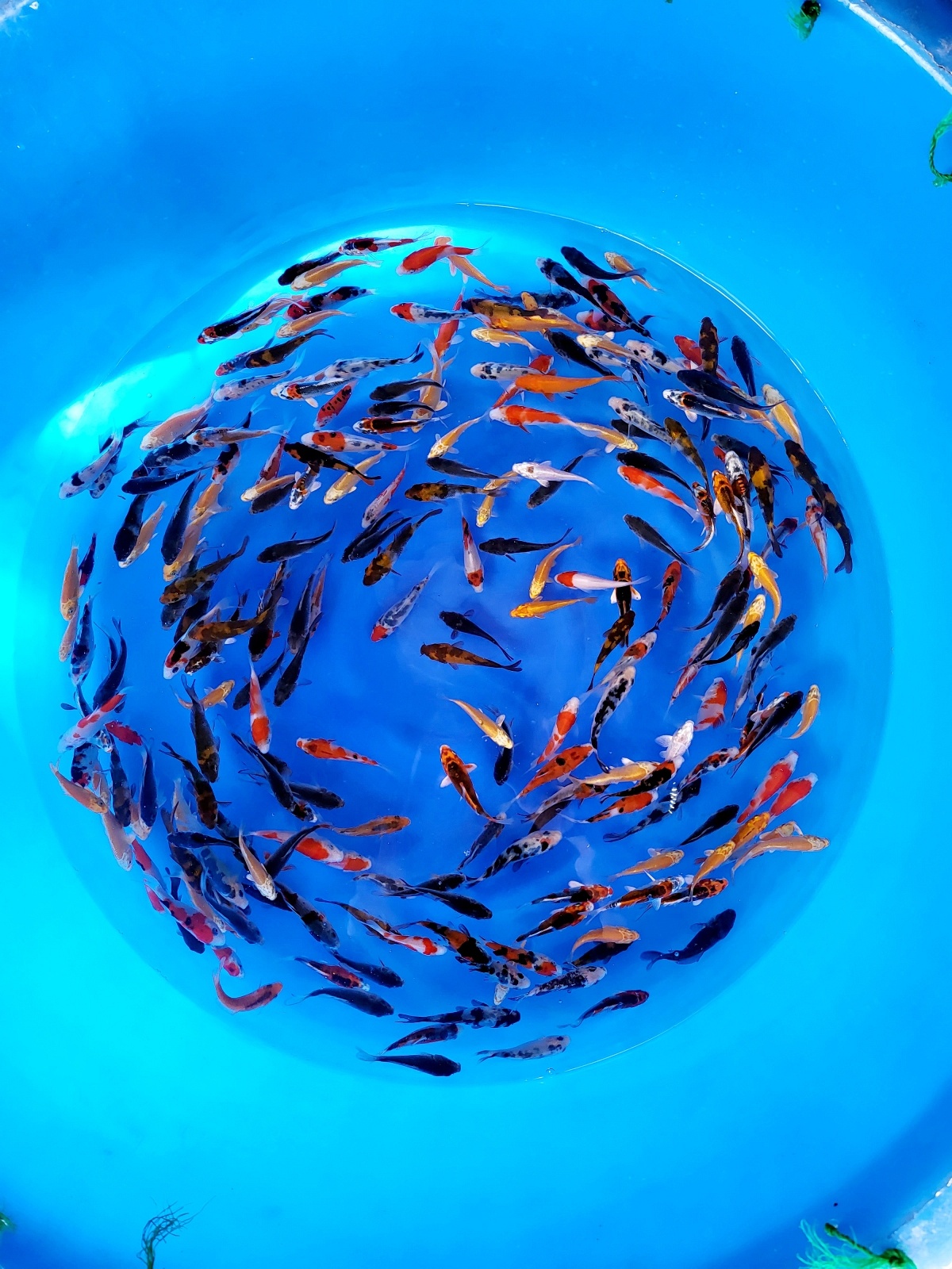 TOSAI MIX MIY01 | Worldwide Nishikigoi export from Japan | WCB ...