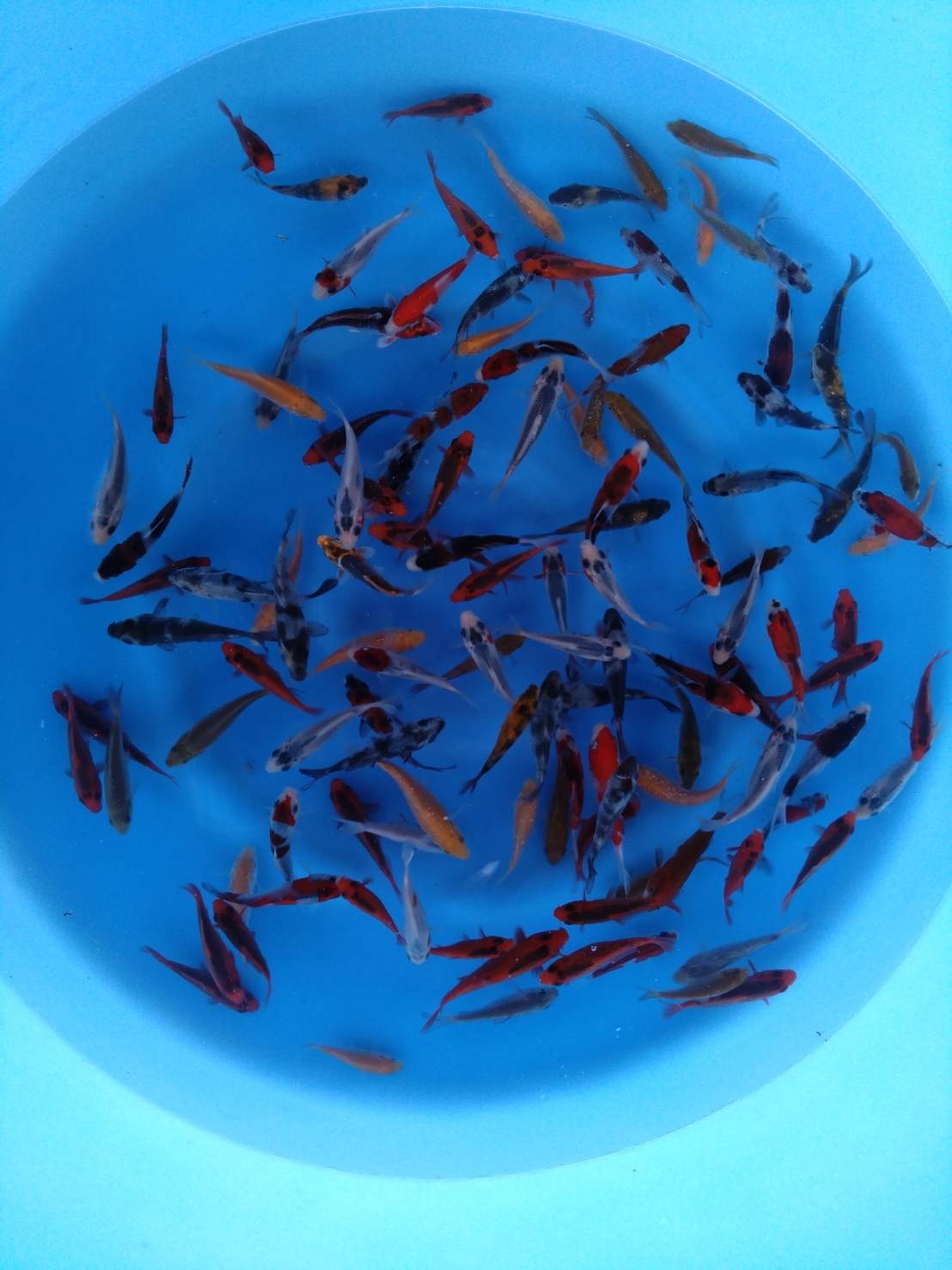 TOSAI MIX OT02 | Worldwide Nishikigoi export from Japan | WCB International