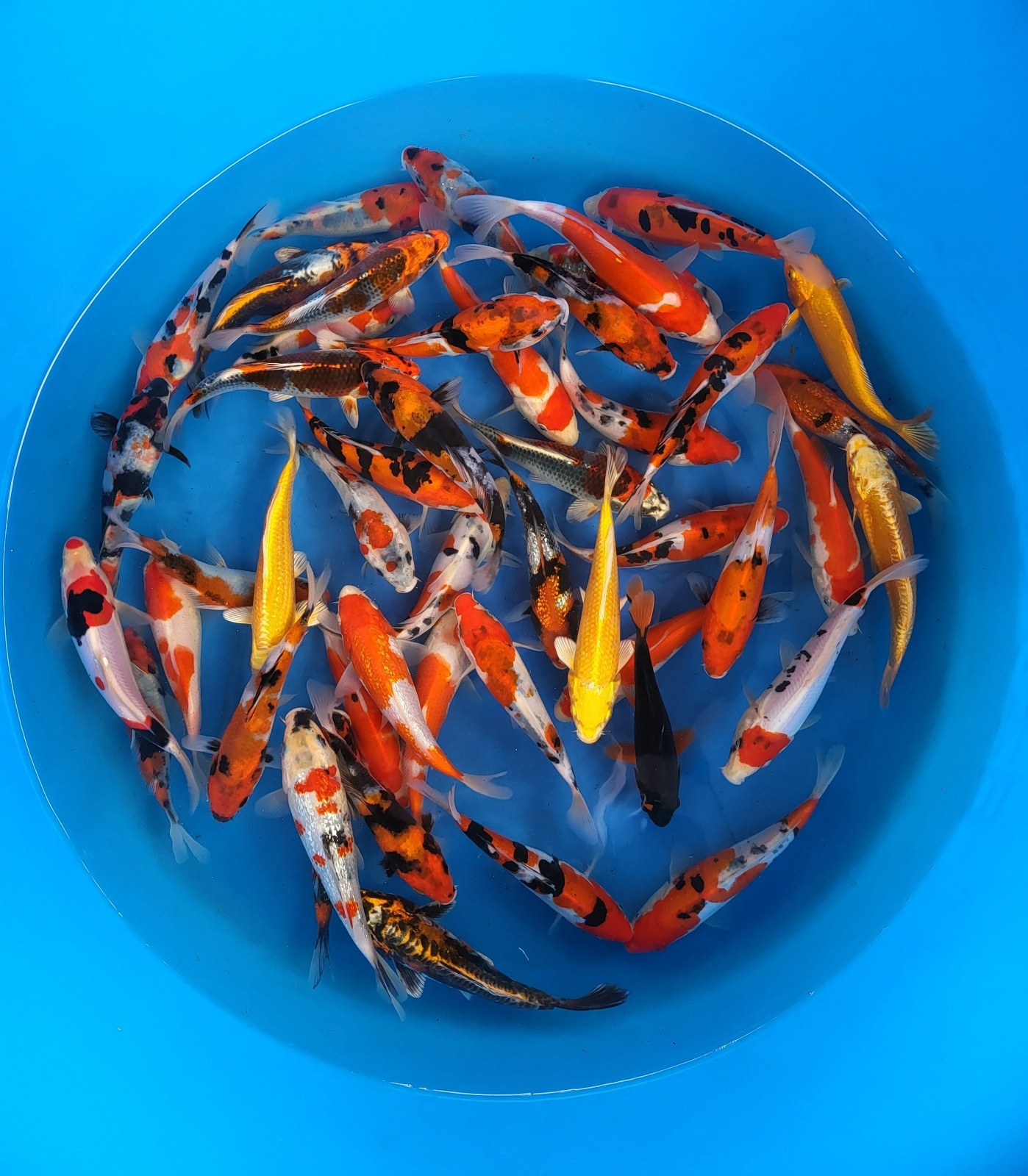 TOSAI MIX TAK02 | Worldwide Nishikigoi export from Japan | WCB ...