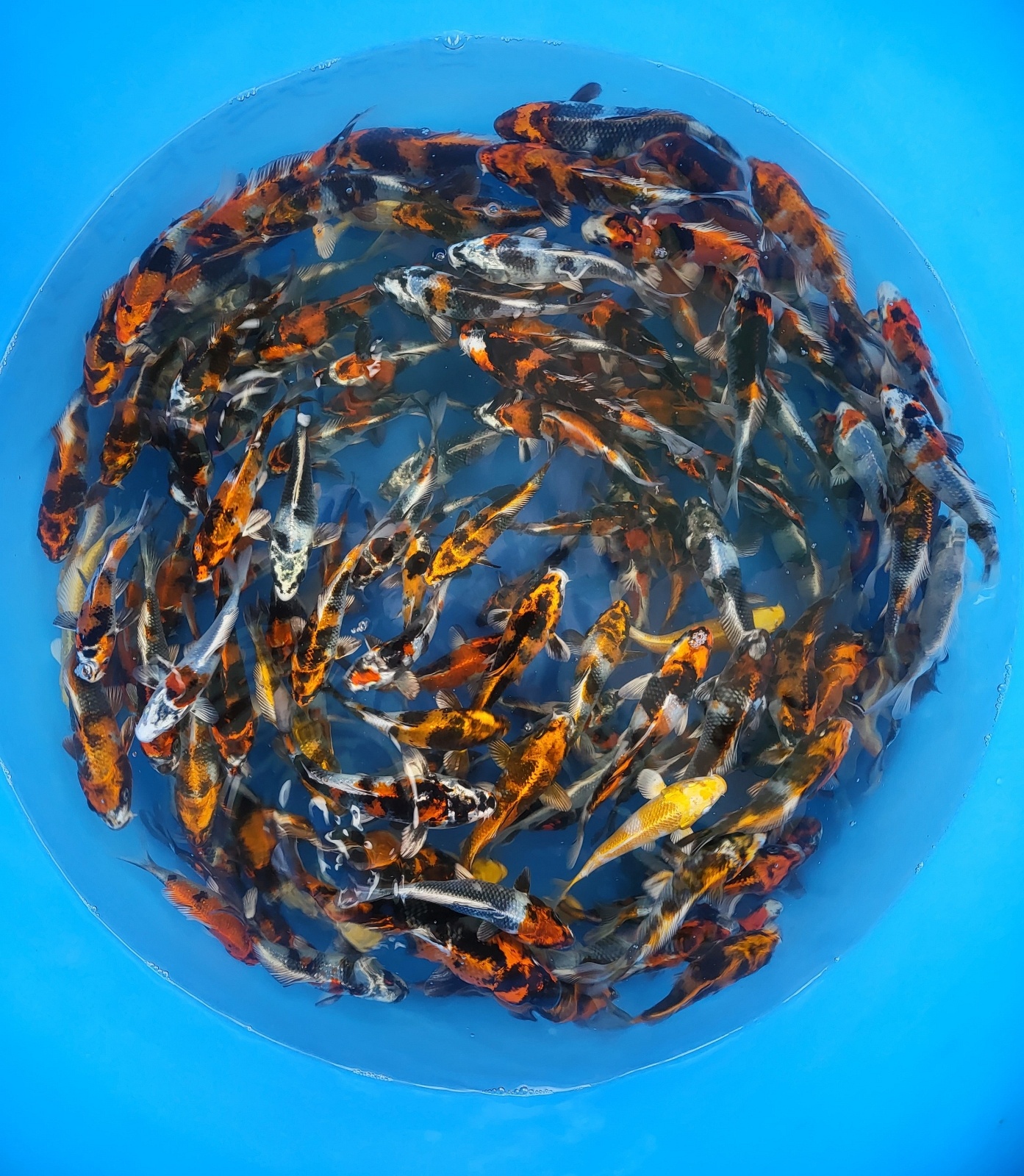 TOSAI MIX TANK06 | Worldwide Nishikigoi export from Japan | WCB ...