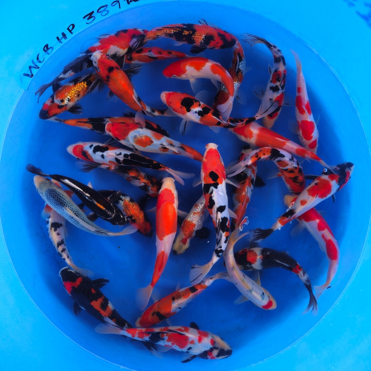 TOSAI MIX TATESHITA HP BOX 389 TAK01 | Worldwide Nishikigoi export from ...