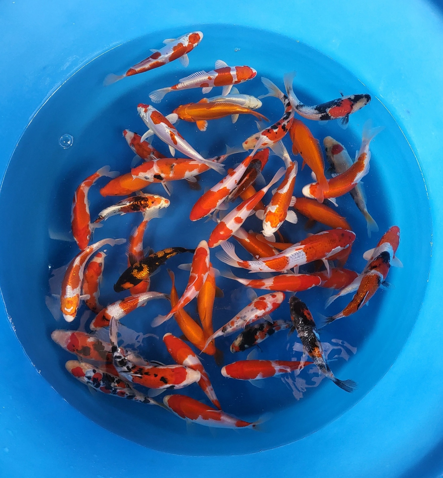 TOSAI MIX YAG03 | Worldwide Nishikigoi export from Japan | WCB ...