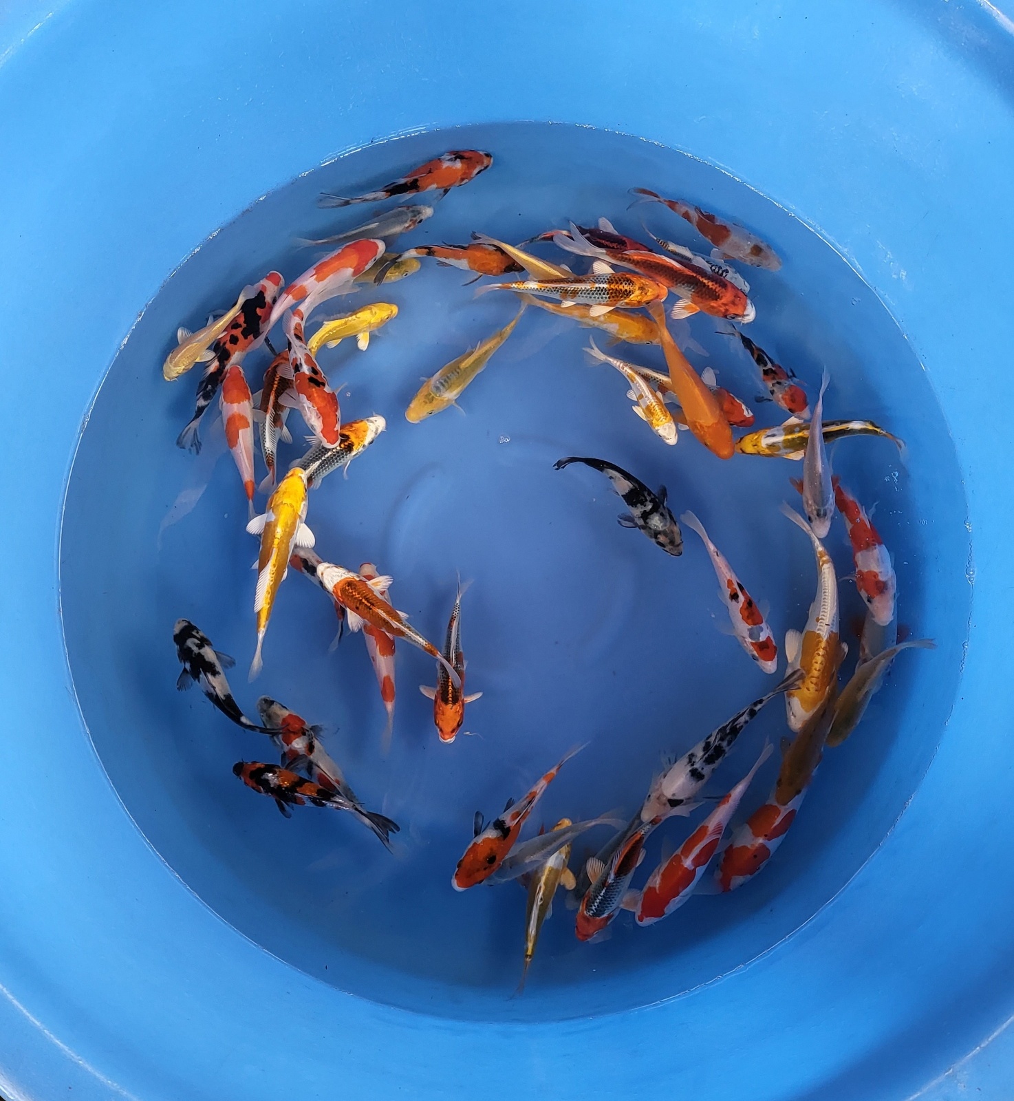 TOSAI MIX YAMAN02 | Worldwide Nishikigoi export from Japan | WCB ...